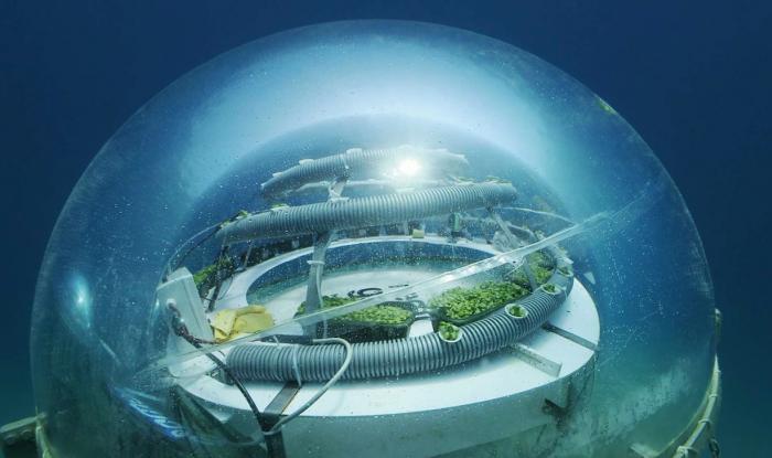 Nemo’s Garden: quando il basilico cresce sott'acqua | STEP FuturAbility ...
